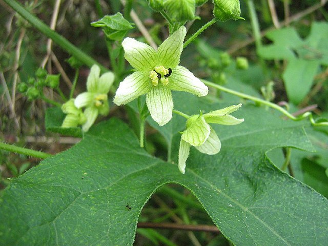 White Bryony (Bryonia dioica) Identification