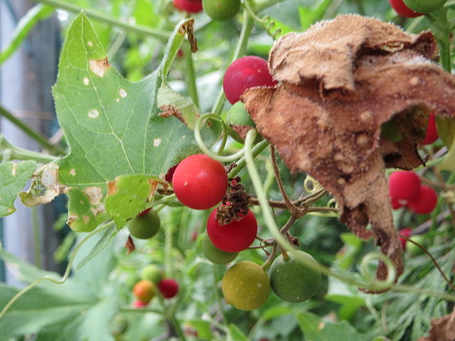 White Bryony (Bryonia dioica) Identification