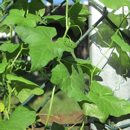 White Bryony (Bryonia dioica) Identification