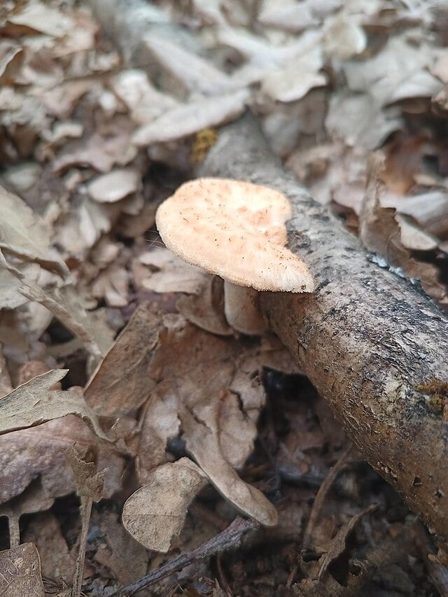 Tuberous polypore (Polyporus tuberster) Identification