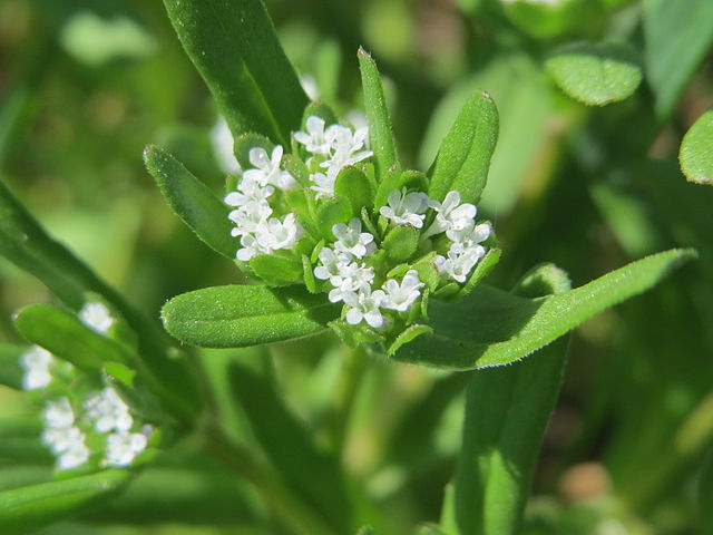 Corn Salad (Valeriana locusta) Identification