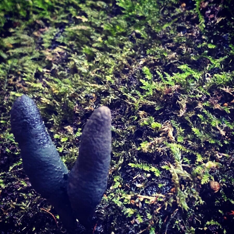 Dead man's fingers (Xylaria polymorpha) Identification