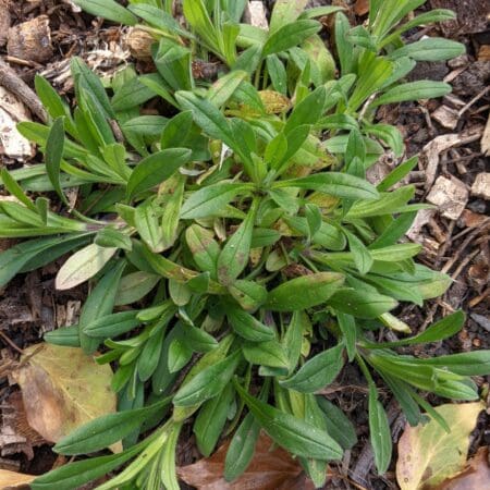 Forget-me-not (Myosotis arvensis) Identification