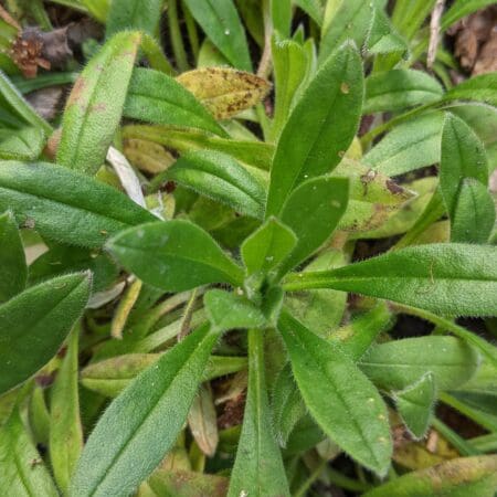 Forget-me-not (Myosotis arvensis) Identification