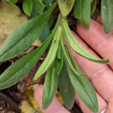 Forget-me-not (Myosotis arvensis) Identification