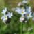 Forget-me-not (Myosotis arvensis) Identification