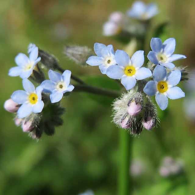 Forget-me-not (Myosotis arvensis) Identification
