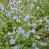 Forget-me-not (Myosotis arvensis) Identification