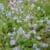 Forget-me-not (Myosotis arvensis) Identification