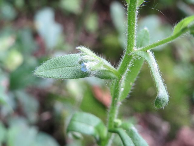 Forget-me-not (Myosotis arvensis) Identification