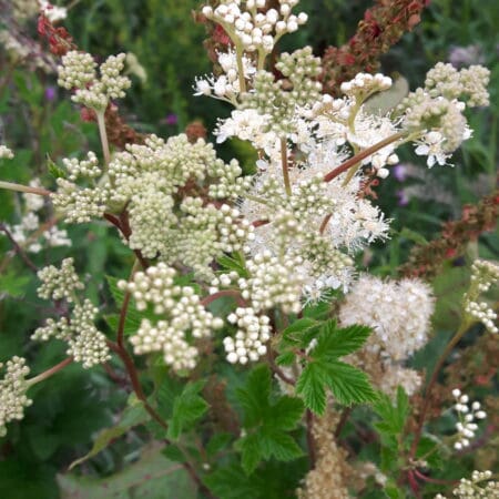 Meadowsweet (Filipendula ulmaria) Identification