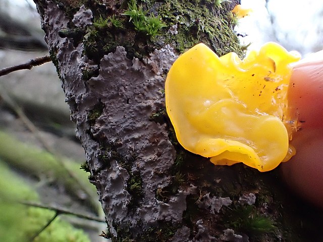 Yellow Brain Fungus (Tremella mesenterica) Identification