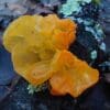 Yellow Brain Fungus (Tremella mesenterica) Identification