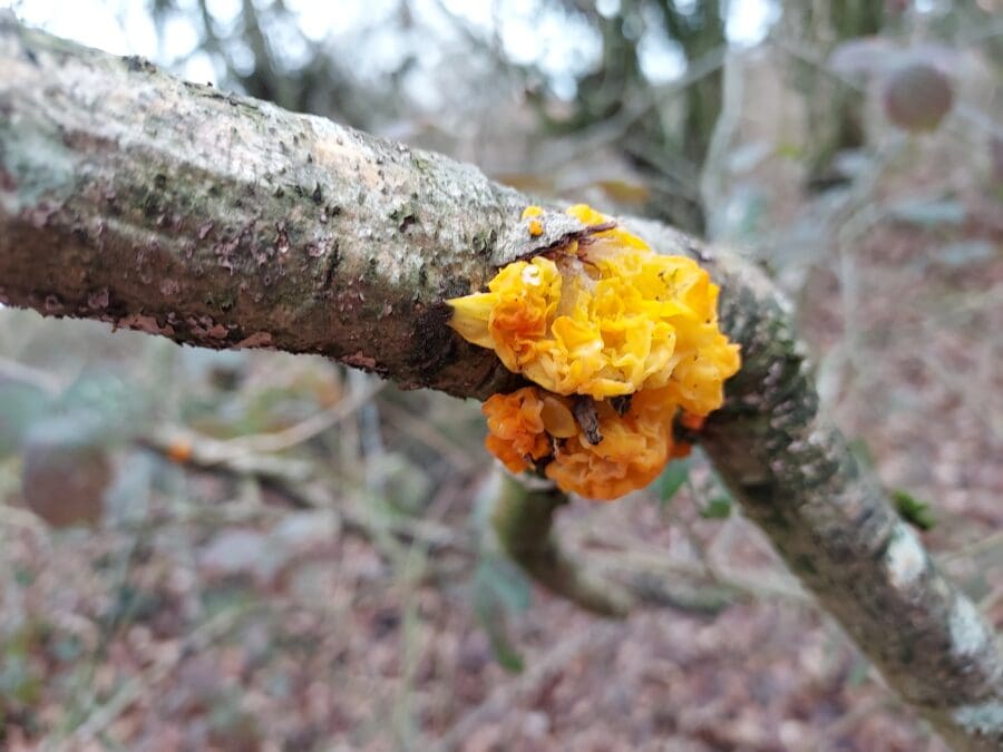 Yellow Brain Fungus (Tremella mesenterica) Identification