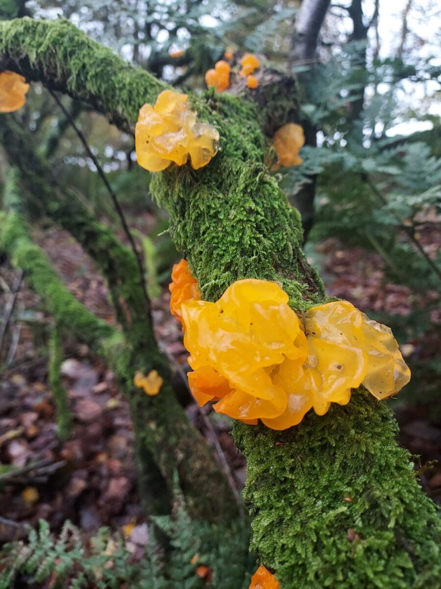 Yellow Brain Fungus (Tremella mesenterica) Identification