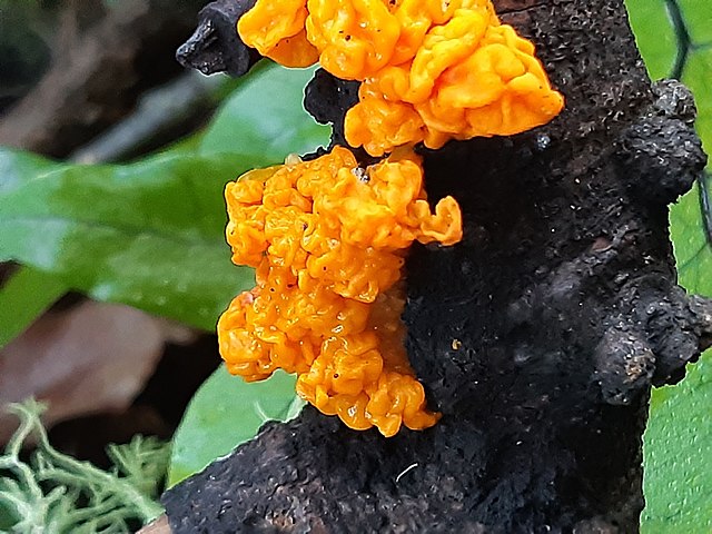 Yellow Brain Fungus (Tremella mesenterica) Identification