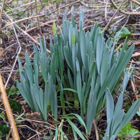 Wild Daffodil (Narcissus pseudonarcissus) Identification