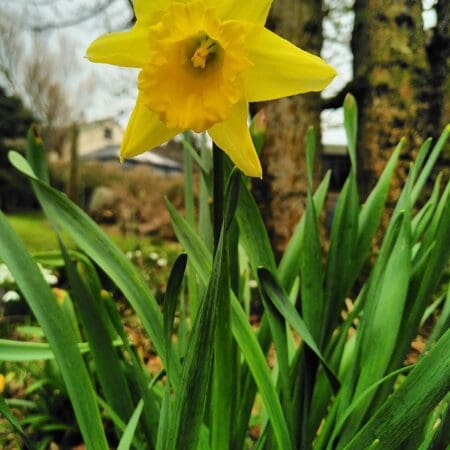Wild Daffodil (Narcissus pseudonarcissus) Identification