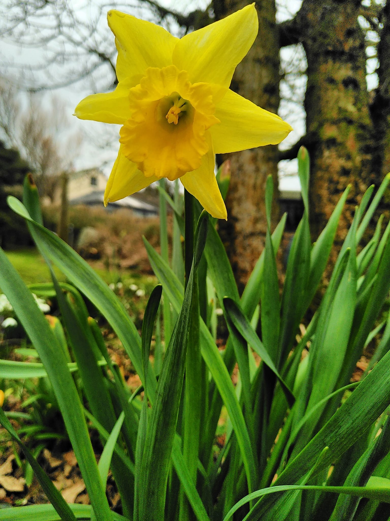 Wild Daffodil (Narcissus pseudonarcissus) Identification
