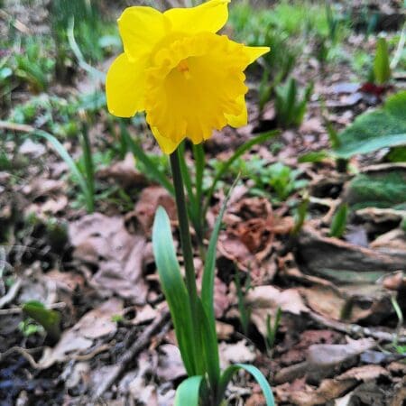 Wild Daffodil (Narcissus pseudonarcissus) Identification