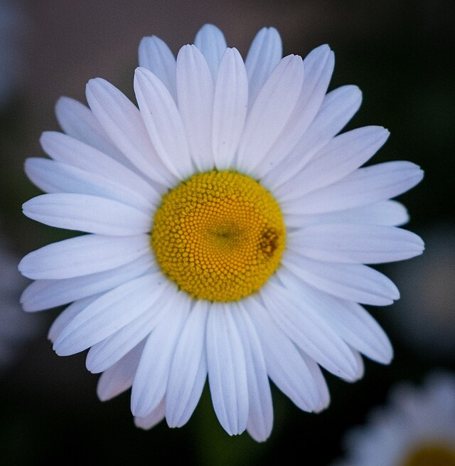 An Introduction to the Daisy Family (Asteraceae)