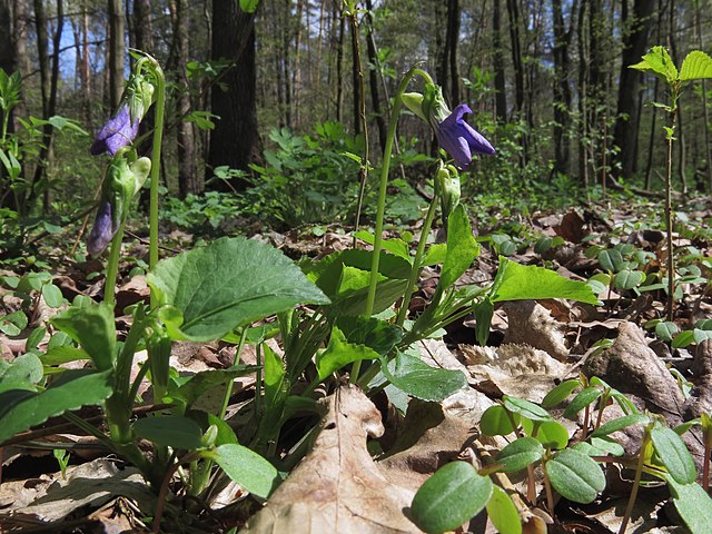 Dog Violet (Viola riviniana) Identification