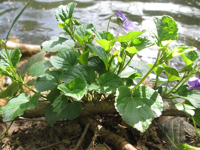 Dog Violet (Viola riviniana) Identification
