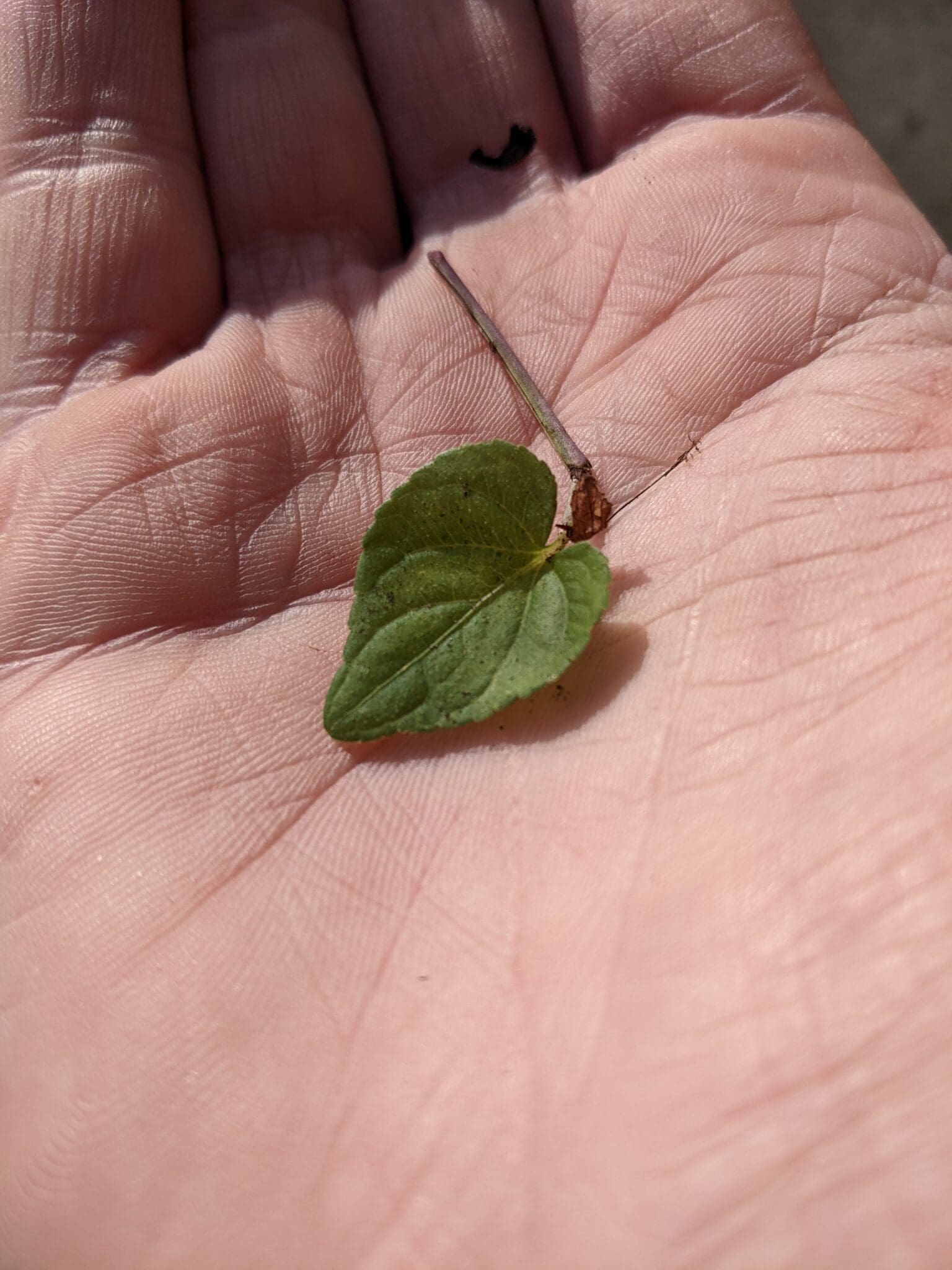Dog Violet (Viola riviniana) Identification