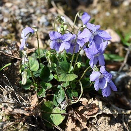 Dog Violet (Viola riviniana) Identification