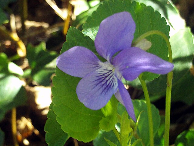 Dog Violet (Viola riviniana) Identification