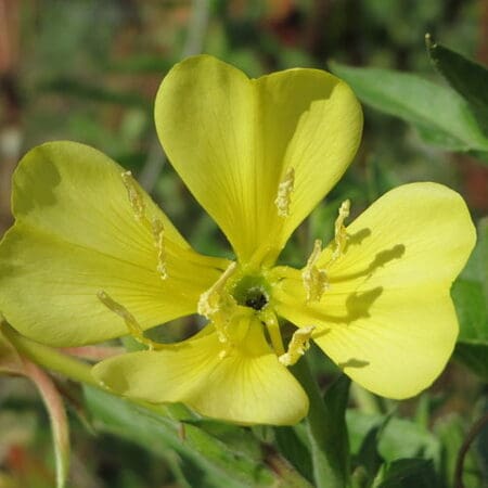 Evening Primrose (Oenothera biennis) Identification