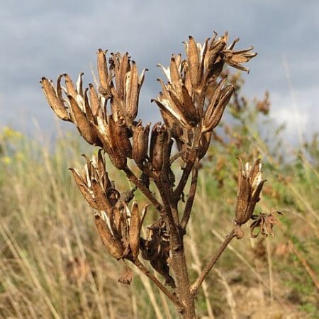 Evening Primrose (Oenothera biennis) Identification