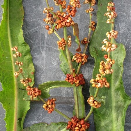 Docks (Rumex species) Identification