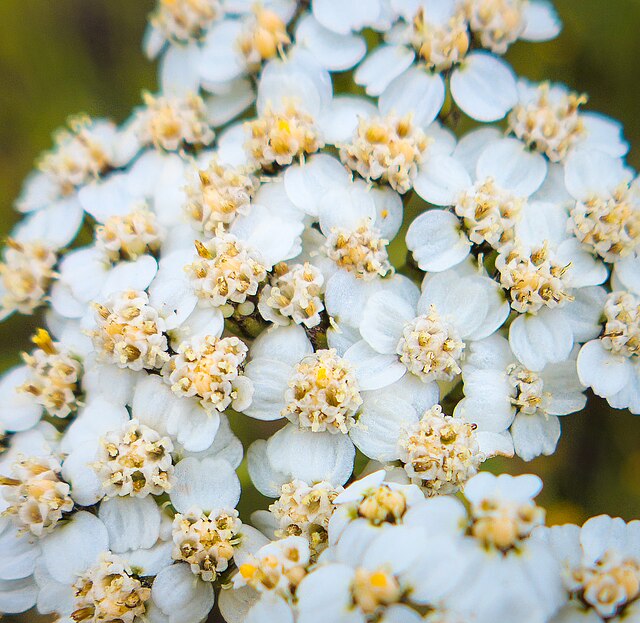 An Introduction to the Daisy Family (Asteraceae)