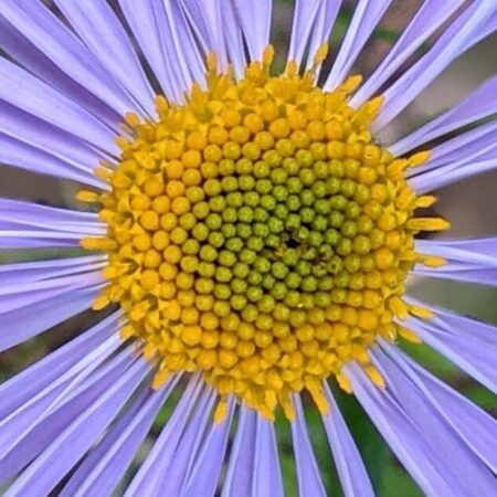 An Introduction to the Daisy Family (Asteraceae)