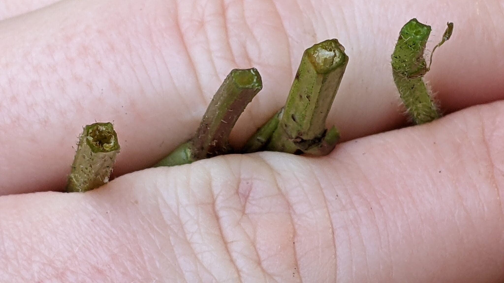 Water Mint (Mentha aquatica) Identification Guide