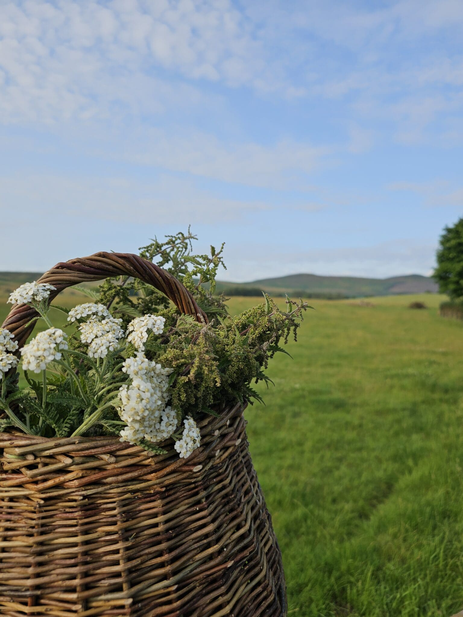 Foraging at the Coast