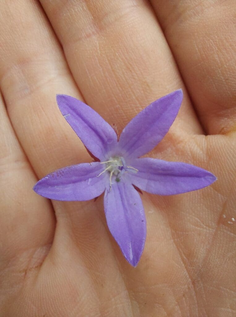 Trailing Bellflower (Campanula Poscharskyana) Identification
