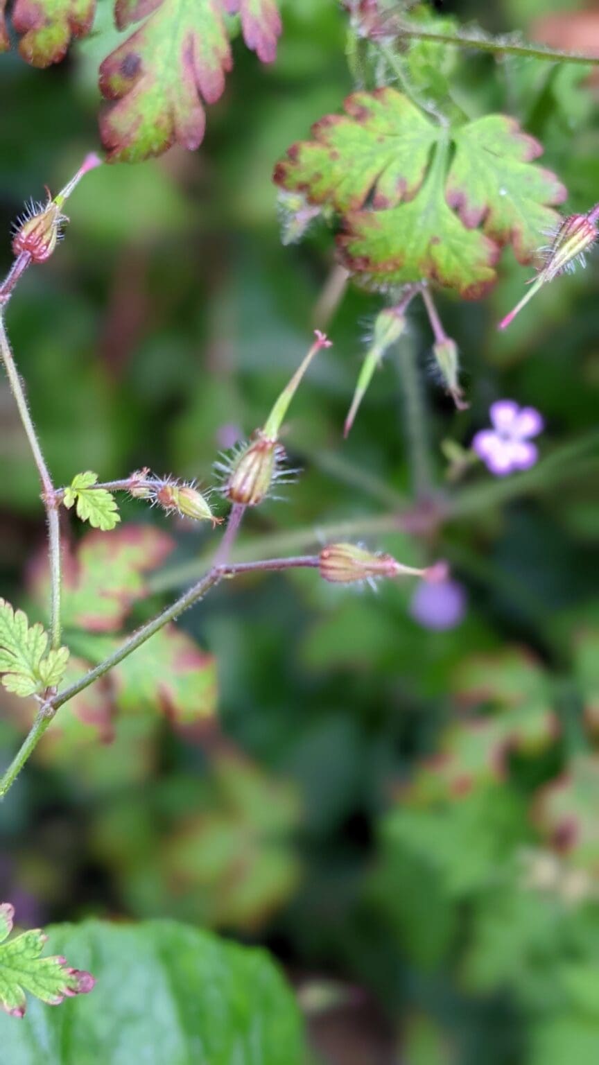 Herb Robert (Geranium Robertianum) Identification