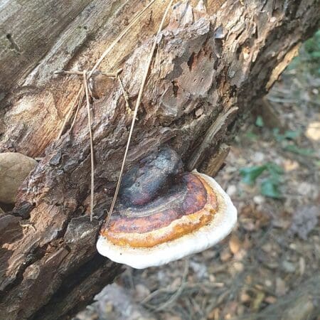 Red belted polypore (Fomitopsis pinicola) Identification