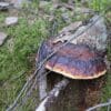 Red belted polypore (Fomitopsis pinicola) Identification