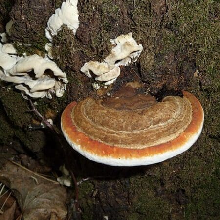 Red belted polypore (Fomitopsis pinicola) Identification