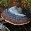 Red belted polypore (Fomitopsis pinicola) Identification